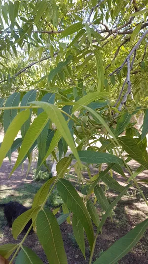 Walnut Tree Care