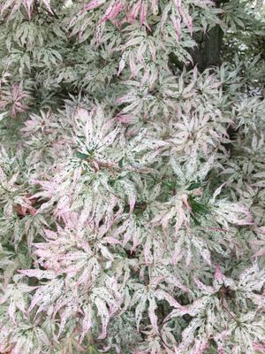 How to Grow and Care for Japanese maple 'Uki-gumo'