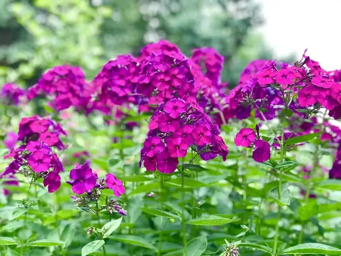 How to Plant and Grow Garden phlox 'Starfire'(Phlox paniculata 'Starfire')
