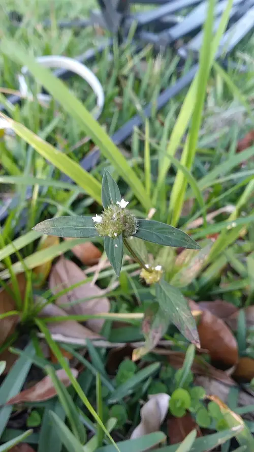 Woodland false buttonweed (Spermacoce remota) Flower, Leaf, Care, Uses ...