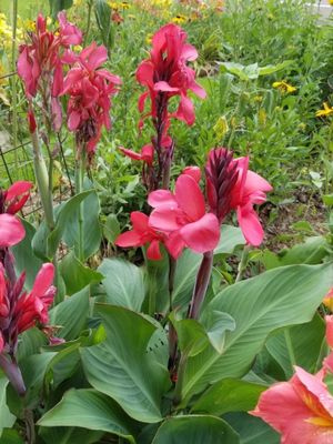How to Grow and Care for Canna lily 'Cannova Rose'