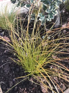 How to Propagate Sedge 'Prairie Fire'
