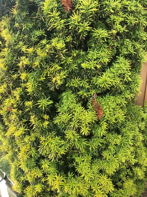 English yew 'Standishii' (Taxus baccata 'Standishii') Flower, Leaf ...