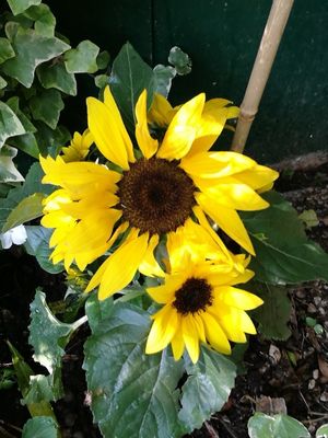 How to Grow and Care for Common sunflower 'Suntastic Yellow with Black ...