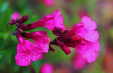 Salvia × jamensis 'Raspberry Royale' - PictureThis