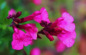 How to Propagate Autumn sage 'Raspberry Royale'