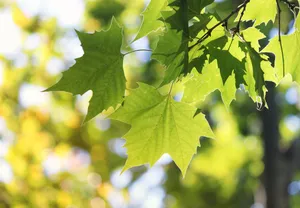 Where To Place American sycamore In Feng Shui? (Characteristics ...