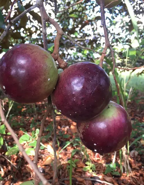 Caïmitier (Chrysophyllum cainito) - PictureThis