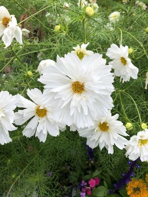 Cosmos bipinnatus 'Double Click Snow Puff' - PictureThis