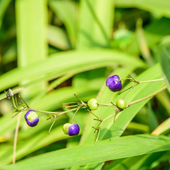 Optimal Soil for Flax lily: A Comprehensive Guide
