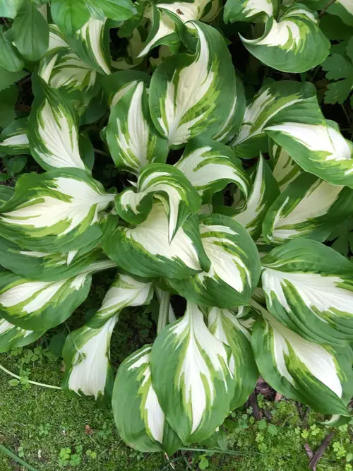 Hosta 'Vulcan' - PictureThis