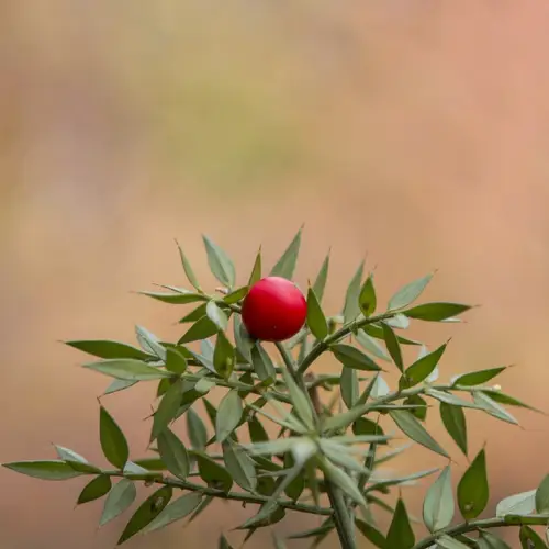 Rusco (Ruscus aculeatus) - PictureThis