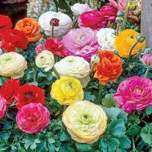 Ranunculus 'Paeony mixed' - PictureThis