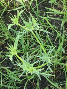 How to Propagate Coyote-thistle