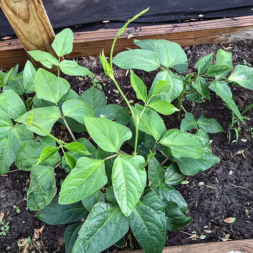 Fasol ostrolistnaya (Phaseolus acutifolius) - PictureThis