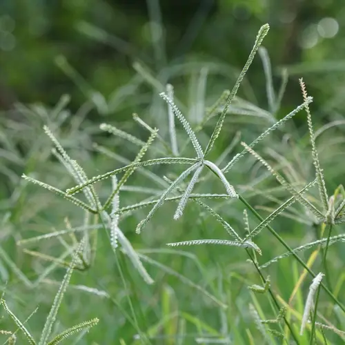 Capín (Eleusine indica) - PictureThis