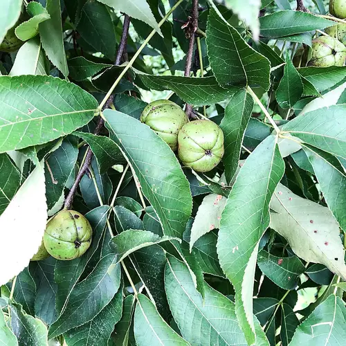 Nogal de pantano (Carya glabra) - PictureThis