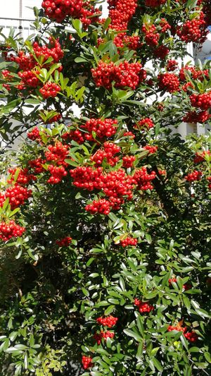 Pyracantha coccinea 'Red Star' - PictureThis