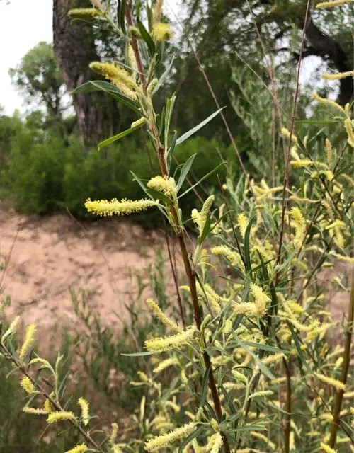 Sandbar willow (Salix interior) Flower, Leaf, Care, Uses - PictureThis