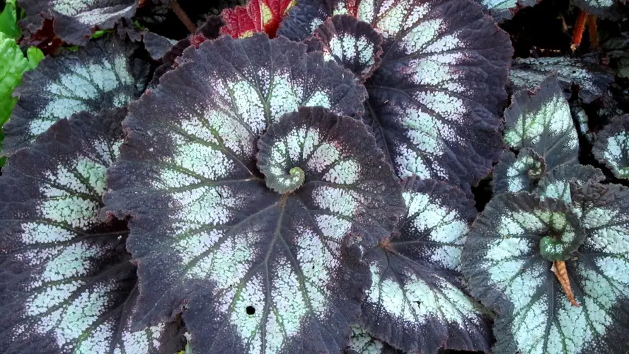 How to Plant and Grow Painted-leaf begonia(Begonia rex)