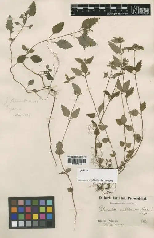 Clinopodium multicaule - PictureThis