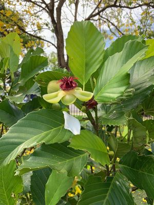 Katmon - Dillenia philippinensis (Taxonomy, Characteristics ...