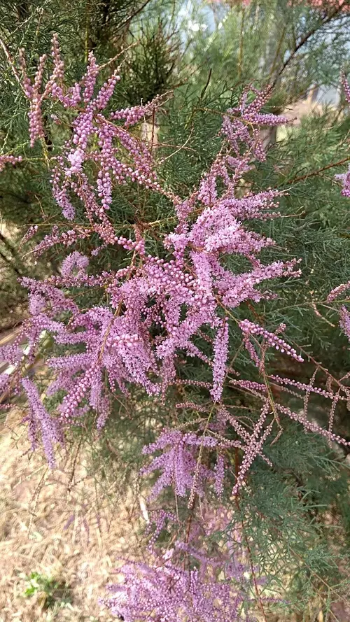 Tamaris de France (Tamarix gallica) - PictureThis