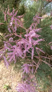 How to Propagate French tamarisk