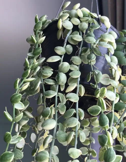 How to Plant and Grow String of nickels(Dischidia nummularia)