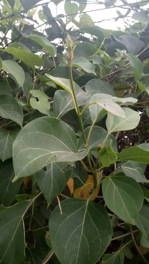 Cotton milk plant (Marsdenia volubilis) Flower, Leaf, Care, Uses ...