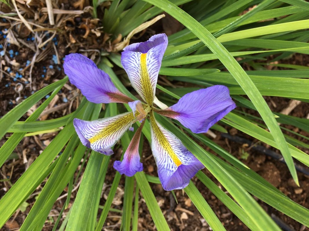 What Are Common Problems in Algerian iris?