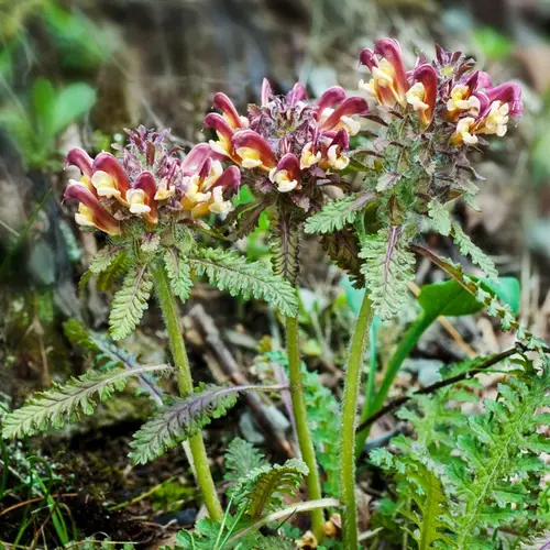 Canadian Lousewort (Pedicularis canadensis) Flower, Leaf, Care, Uses ...