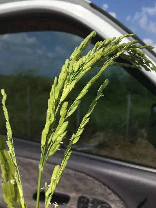 Brown-beard rice (Oryza rufipogon) Flower, Leaf, Care, Uses - PictureThis