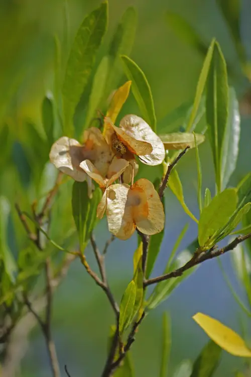 Terminalia sericea - PictureThis