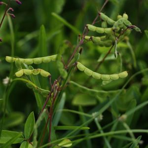 Pega pega - Desmodium canadense (Cuidado, Características, Flor, Imágenes)