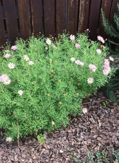 Dill daisy 'Petite Pink' (Argyranthemum × hybrida 'Petite Pink') Flower ...