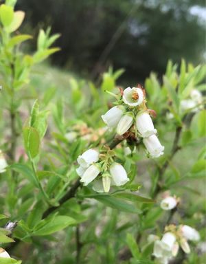 Hillside Blueberry (Vaccinium pallidum) - PictureThis