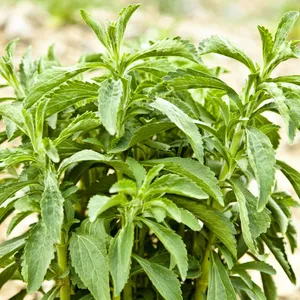 How to Pollinate Candyleaf? (Pollinators, Time Window, Enhance, and ...