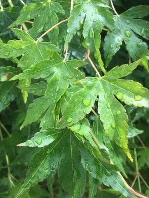 How to Grow and Care for Oliver's Taiwanese maple