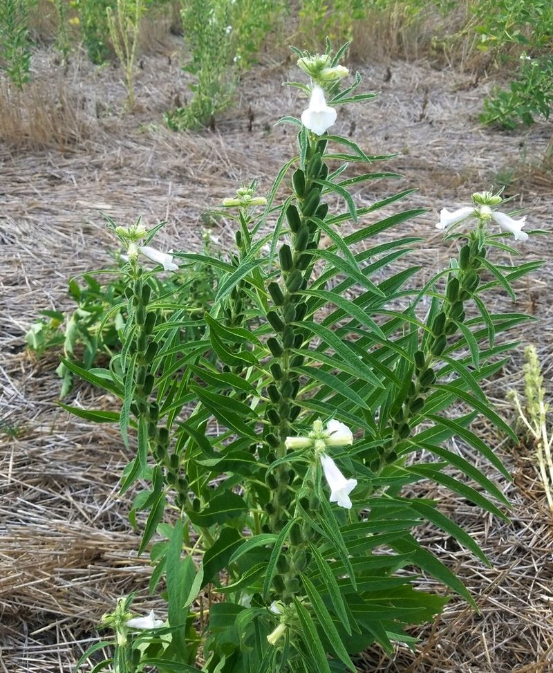 Exploring the Language and Meaning of Sim Sim Flowers