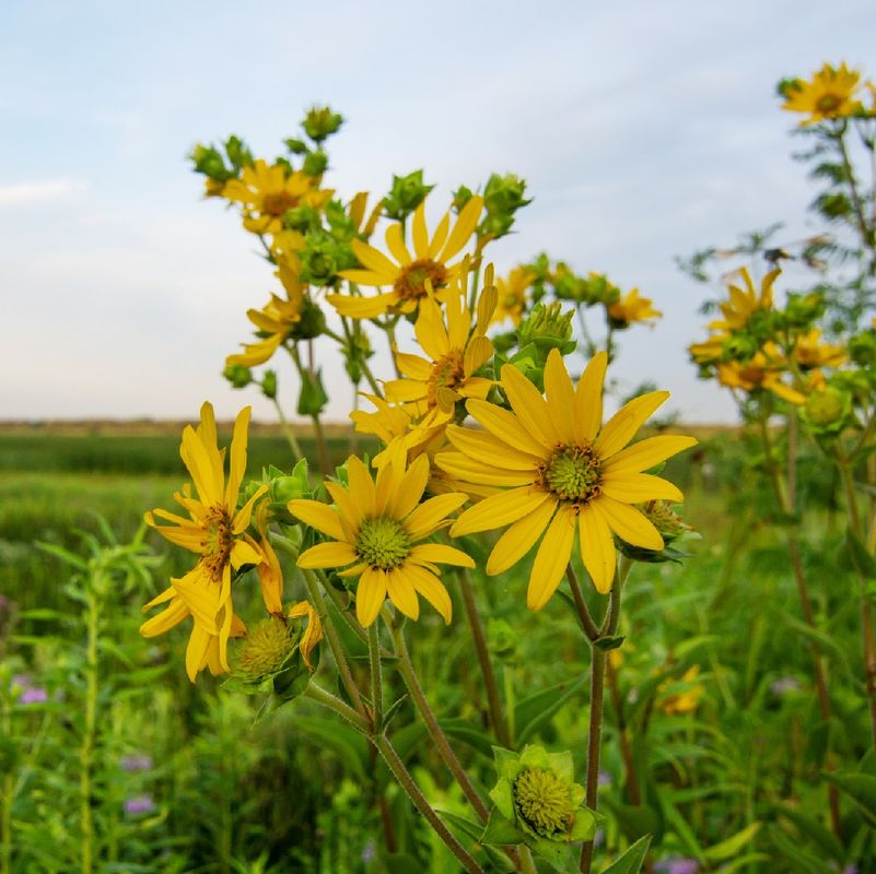 Discover the Enchanting Symbolism and Beauty of Roughstem Rosinweed
