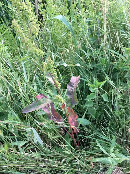 Acedera acuática (Rumex aquaticus) - PictureThis