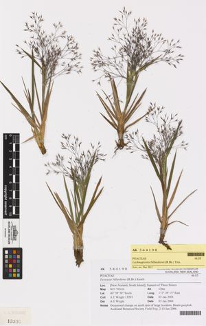 How to Grow and Care for Lachnagrostis