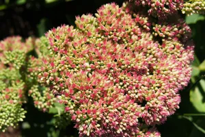How to Propagate Orpine 'Herbstfreude'