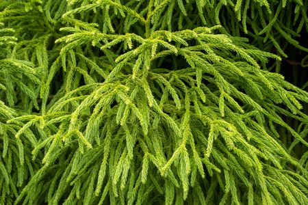 Cedro japonés 'Spiralis' (Cryptomeria japonica 'Spiralis') - PictureThis