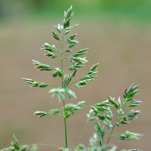 Poa común - Poa pratensis (Cuidado, Características, Invasivo, Imágenes)