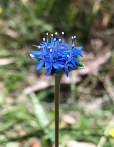 How to Prune Blue pincushion