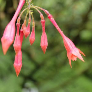 Cómo cultivar y cuidar una Fucsias