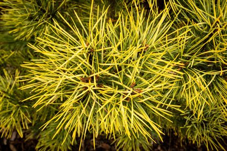 How to Grow and Care for Scots pine 'Aurea'