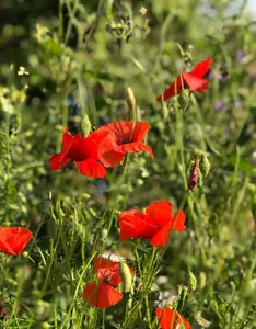 🌡️ What is the Optimal Temperature for Long pricklyhead poppy? (Range ...